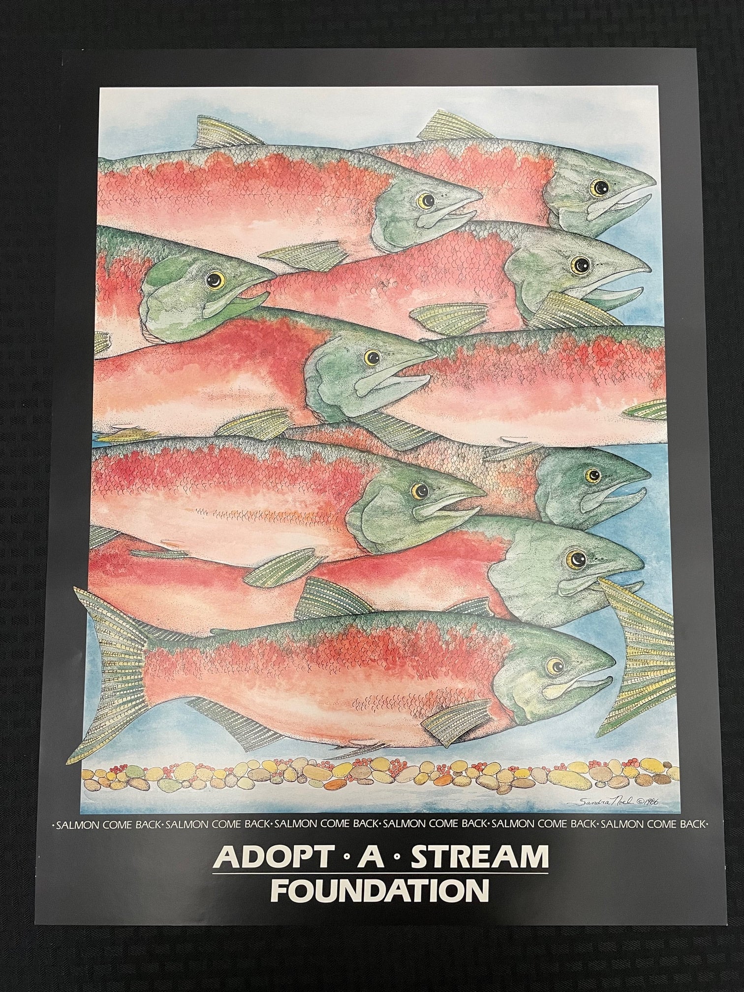 P-1 Come Back Salmon AASF Poster | Adopt A Stream Foundation