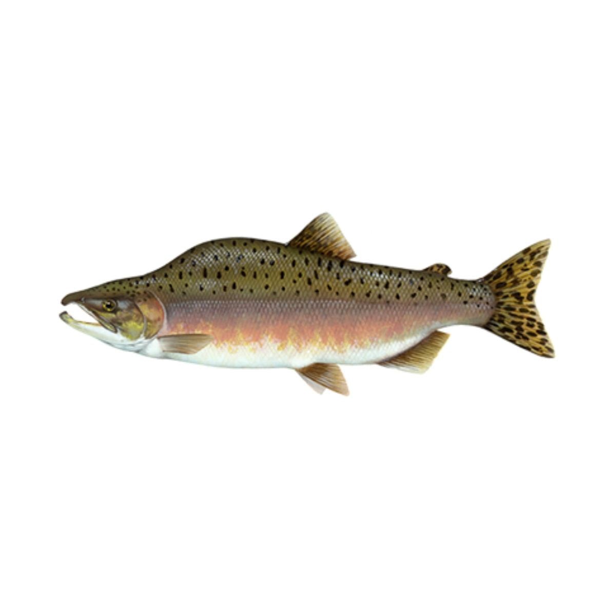Pink Membership–The smallest but most abundant Pacific Salmon | Adopt A ...