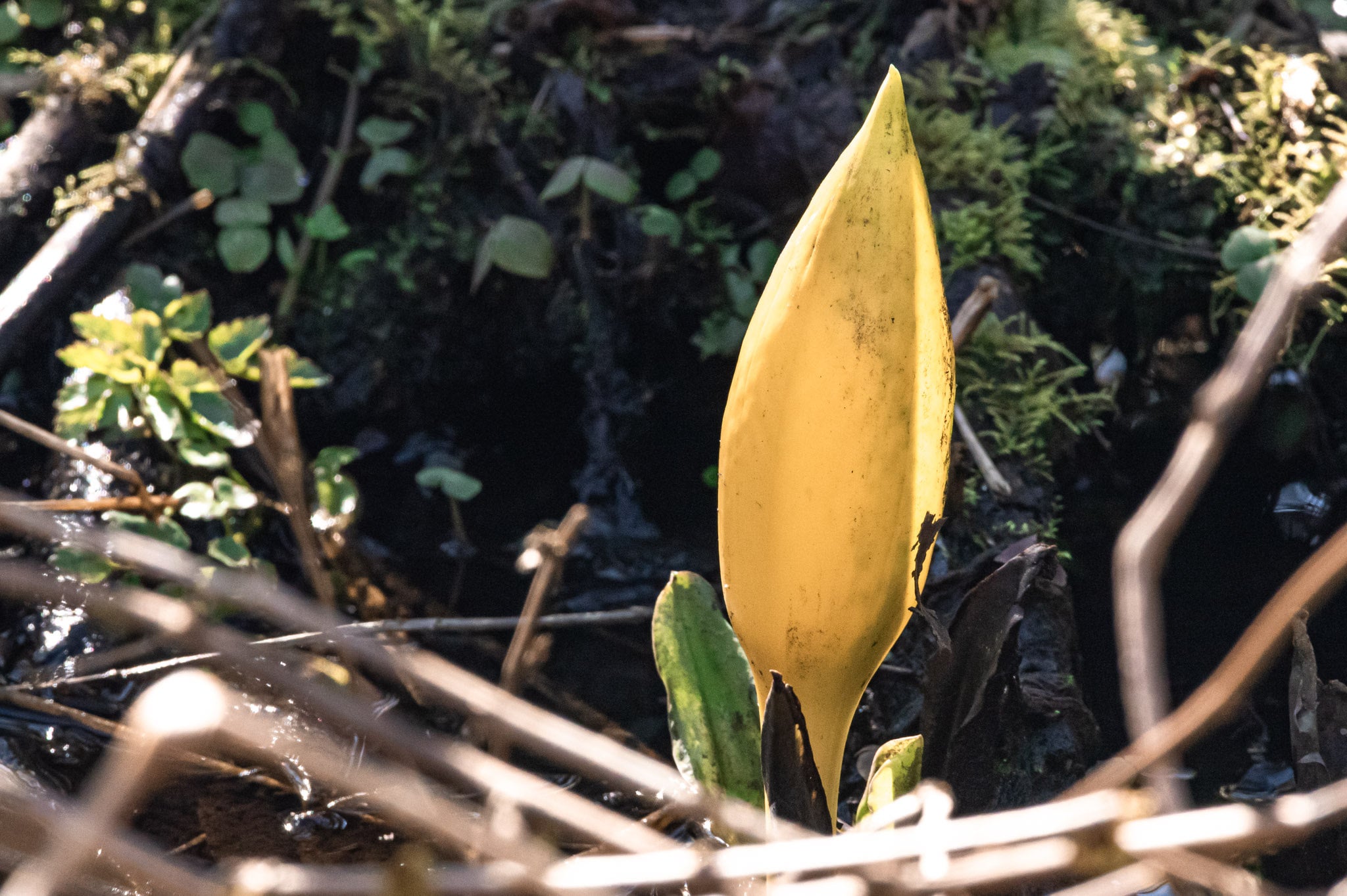 Donate to the Adopt A Stream Foundation | Adopt A Stream Foundation