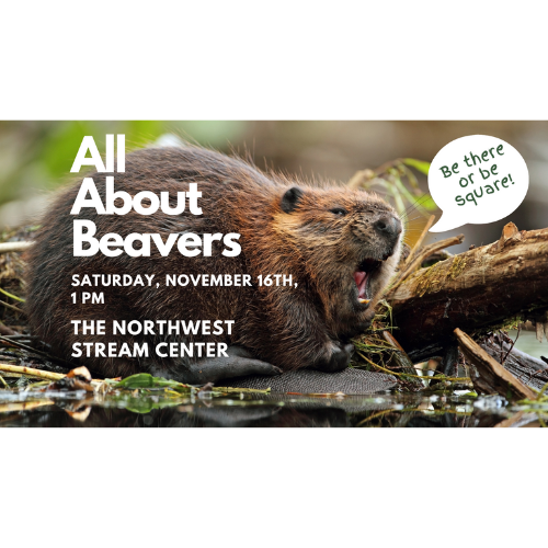 All About Beavers | Adopt A Stream Foundation